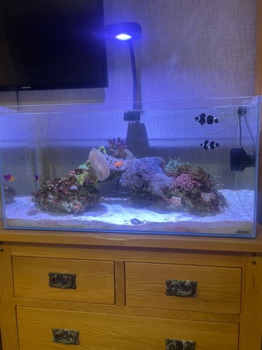 Reef Aquarium Full Set-up | 112L Optiwhite Marine Tank Fish Coral | AI ...