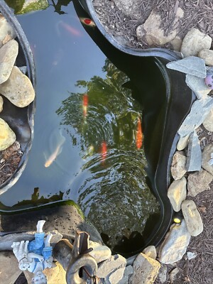 11-Lot Assorted 2"-4" Standard Fin Live Koi Fish A-Quality for Pond ...