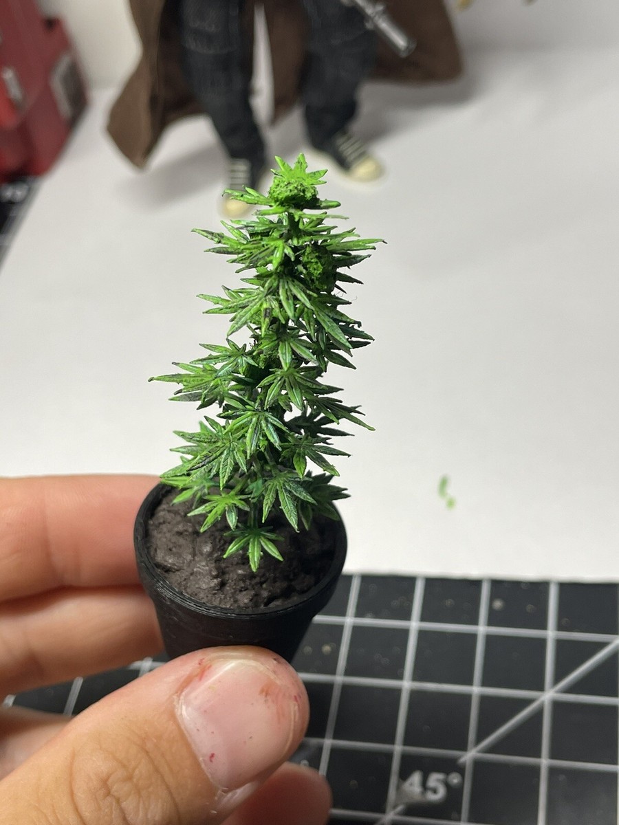 Plant Cannabis Miniture Seedstockers Mini Grow Kit