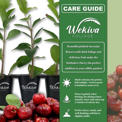 Barbados Cherry Tree - Live Starter Plants in 2 Inch Pots | eBay