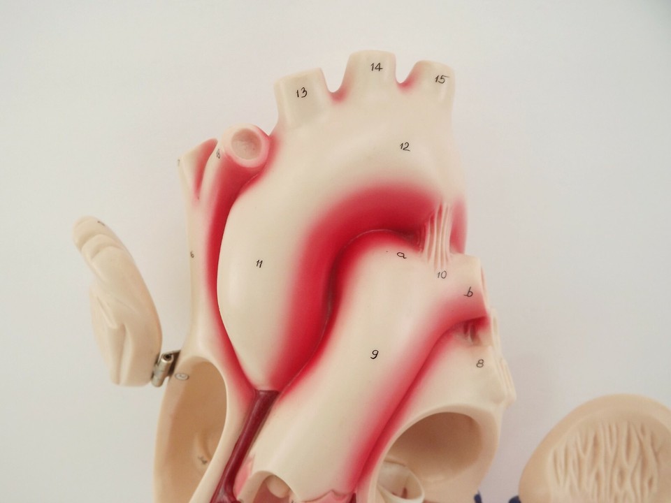 Vintage Heart Model Denoyer Geppert 60640 Heart Anatomical Model ...