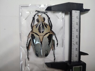 super rare. goliathus atlas cacicus*regius superclean 63mm up | eBay