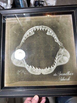 Picture Of Shark Teeth The Sandbar Shark | eBay