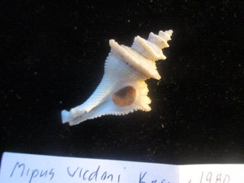 Latiaxis (Mipus) vicdani w/o 39 mm tapered beauty scarce now PRIVATE COLLECTION | eBay