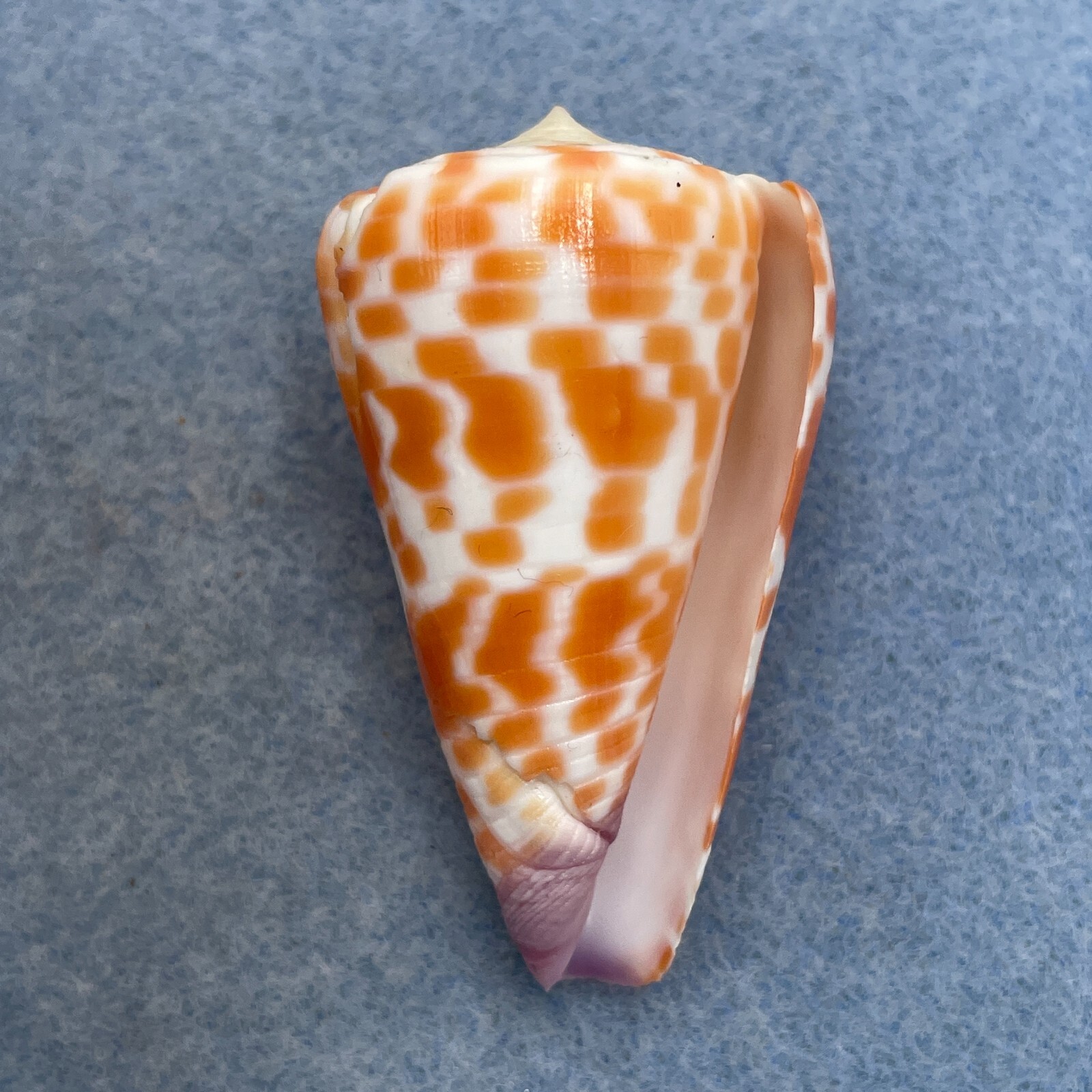 #31 Conus tessulatus 47.5mm F+ Philippines | eBay