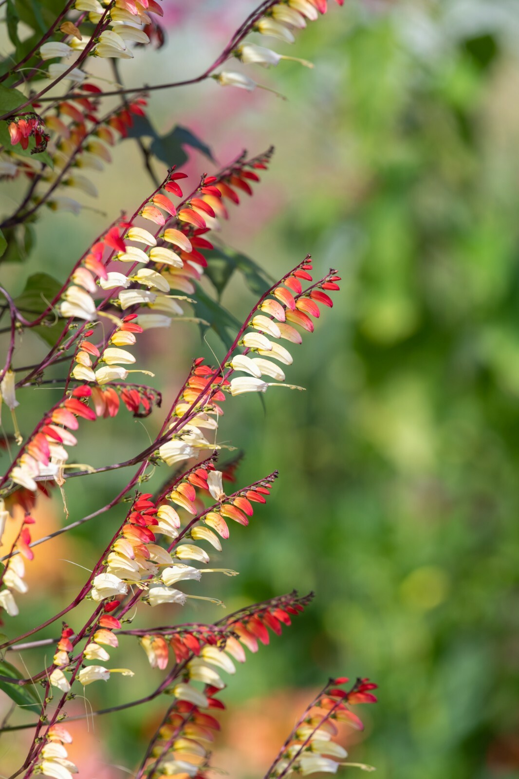 Spanish Flag Vine {Mina lobata} Nature's Wonder 10 seeds Free US ...