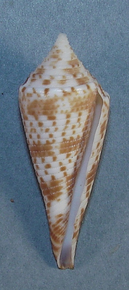 CONUS COMATOSA 39.44mm SUPER CHOICE SPECIMEN Aliguay Is, Mindanao ...