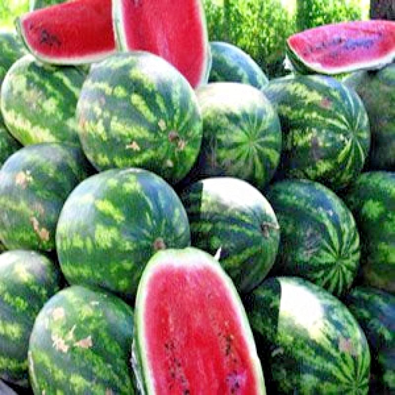 26+CONGO WATERMELON Seeds Organic Heirloom Vine XL 30-50lbs Summer ...