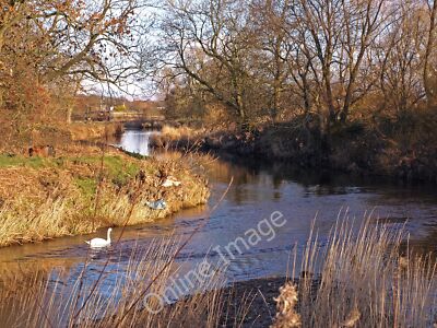 Photo 12x8 River Gryfe Craigends/NS4166 Swan running the rapids. c2010 ...