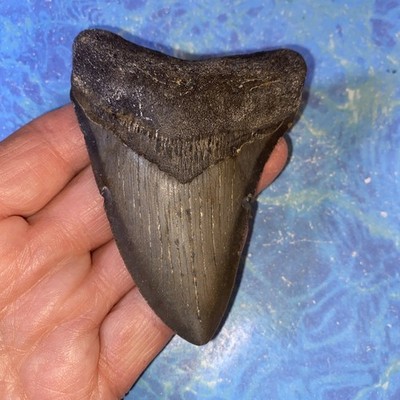 MEGALODON SHARK TOOTH 3.68” HUGE TEETH MEG SCUBA DIVER DIRECT FOSSIL NC ...