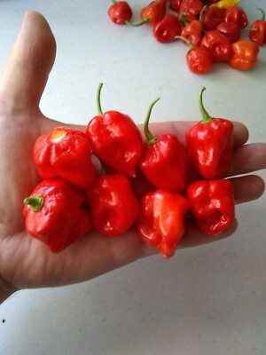 Organic Heirloom Sweet Datil Pepper Seeds 30 minimum | eBay