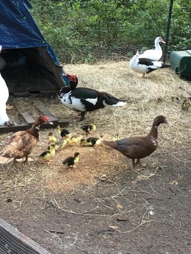8+ Muscovy DUCK Hatching Eggs Rare Colors Pure breed Show quality | eBay