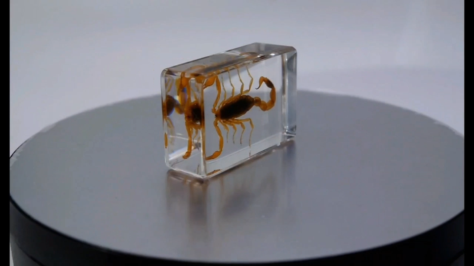 44mm Golden Scorpion in Clear Lucite Resin Science Education Collection ...