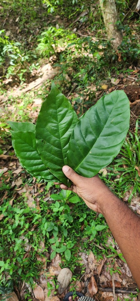 Dried Coffee Leaves Kaffee Ceylon Tea Joe Brew Cup o' Joe Java juice 50 ...