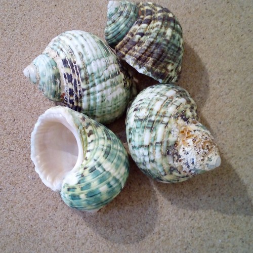 Shells Seashells, Beach Shells, Individual Sea Shells - Choice of Over ...
