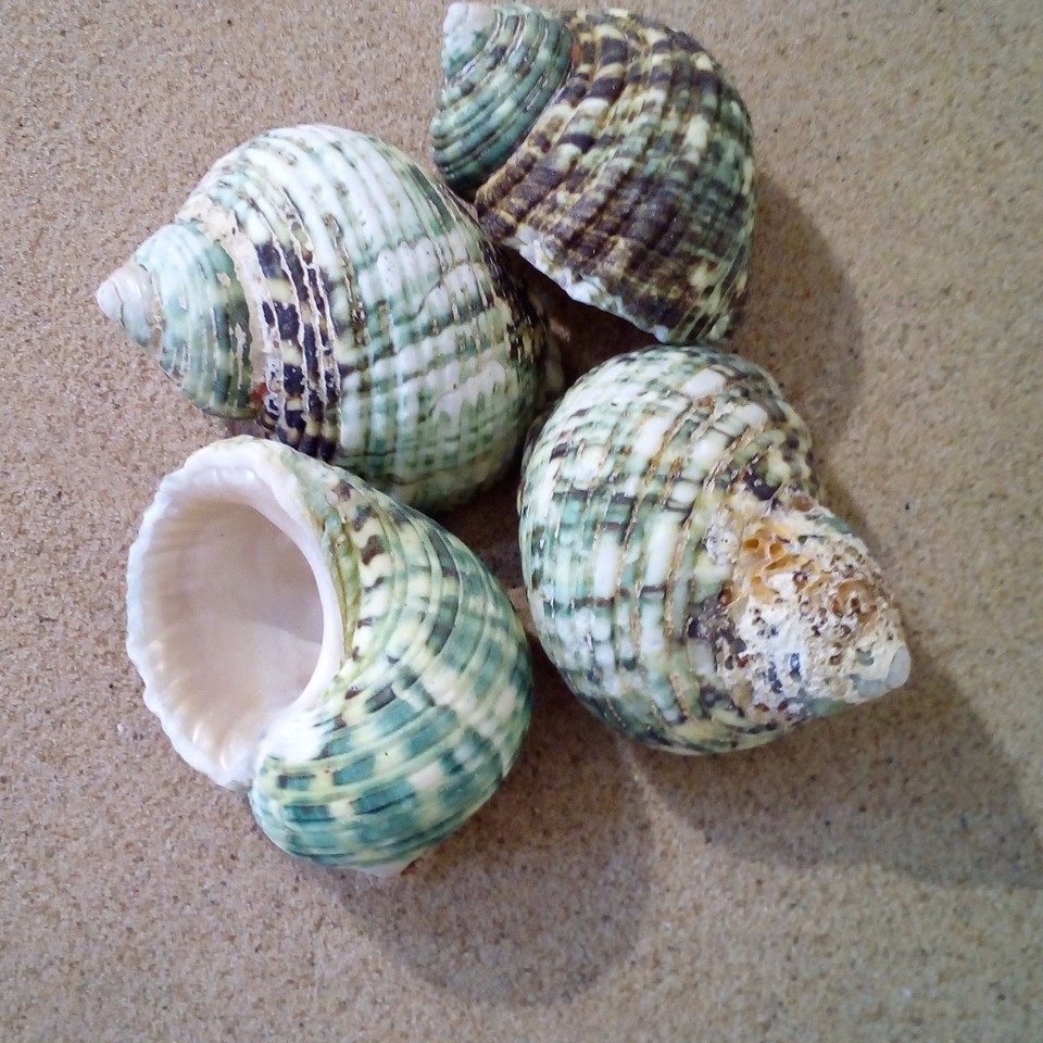 Shells Seashells, Beach Shells, Individual Sea Shells - Choice of Over ...