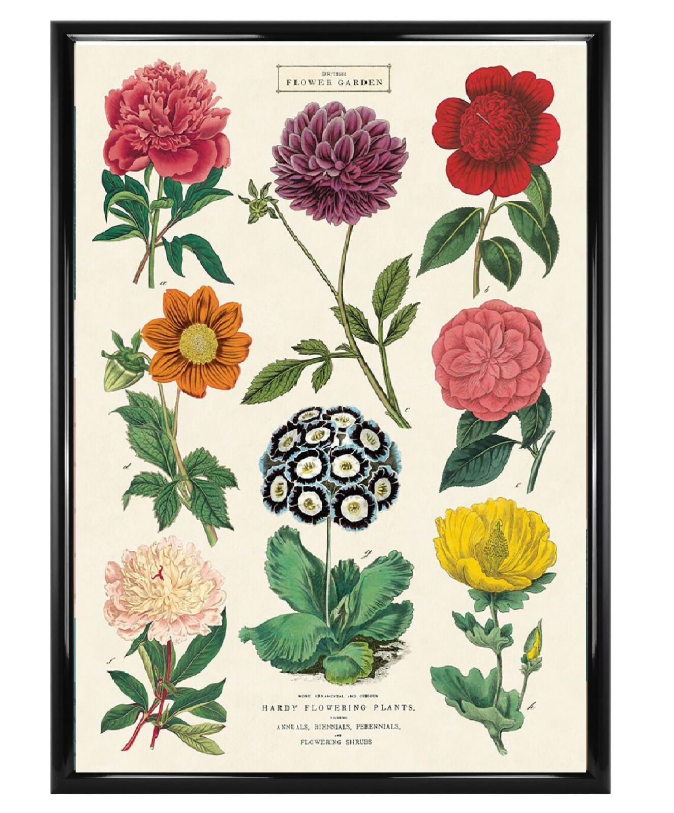 Beautiful Cavallini's British Flower Garden 20" x 28" Poster + Frame ...