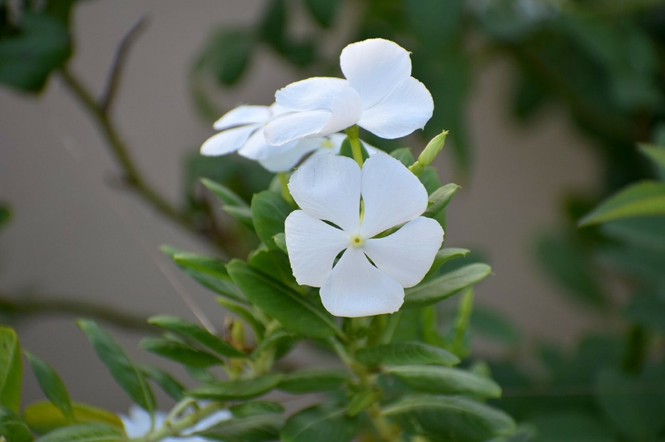 100+ Dwarf White Periwinkle Seeds (Vinca Little Blanche) Flowers GROUND ...