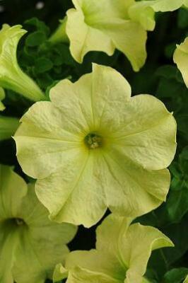 Petunia Sophistica Lime Green 100 seeds | eBay