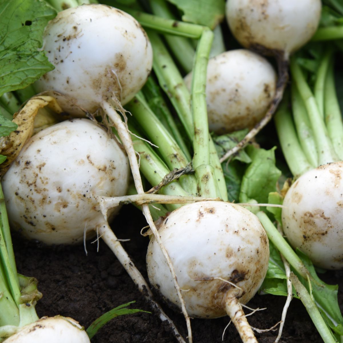 Turnip- Tokyo Cross F1, 100 seeds | TSC: Heirloom & OP seeds, non-GMO ...