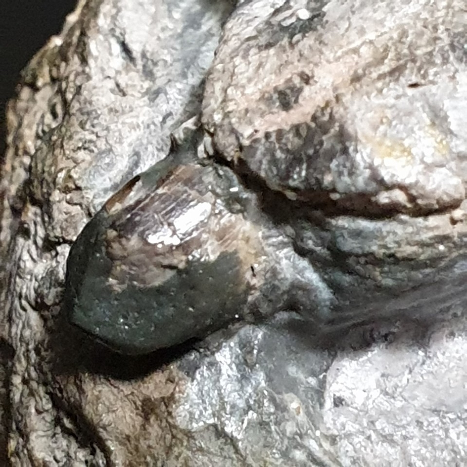 Extremely Rare Synapsid Diictodon Skull Bone Fossil South Africa ...