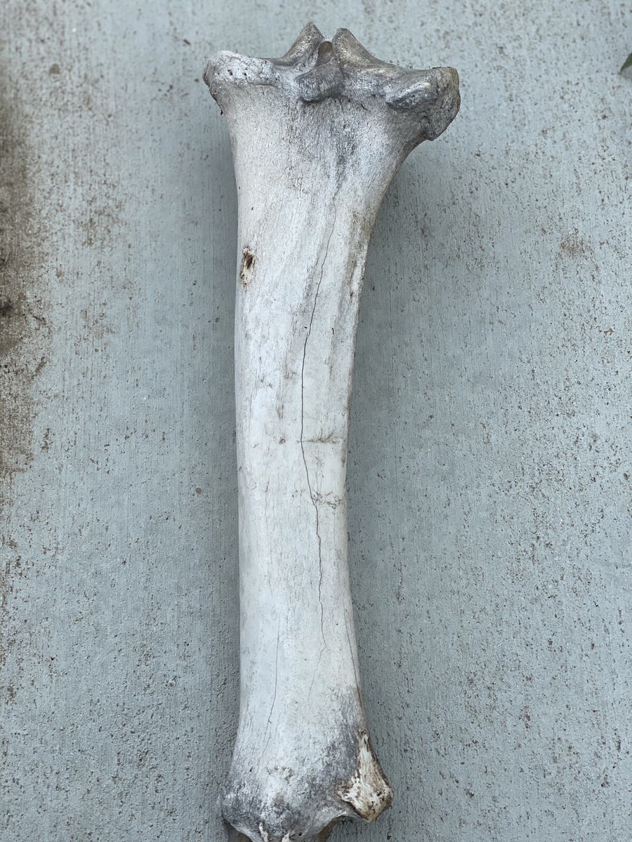 Cow Leg Bone Anatomy Cow Leg Bone Download Free 3D Model By