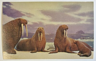 Walrus in Bering Strait, Alaska Fairway & Diomede Island Color Photo ...
