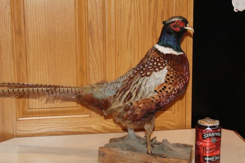 Chinese Ringneck Pheasant Rooster Taxidermy Log Cabin Decor Mount ...