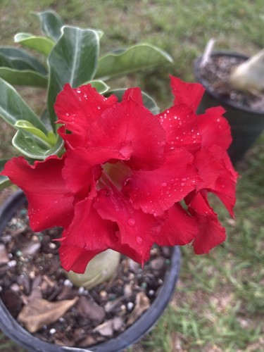 Adenium Obesum Desert Rose Grafted Plant Compact Red | eBay