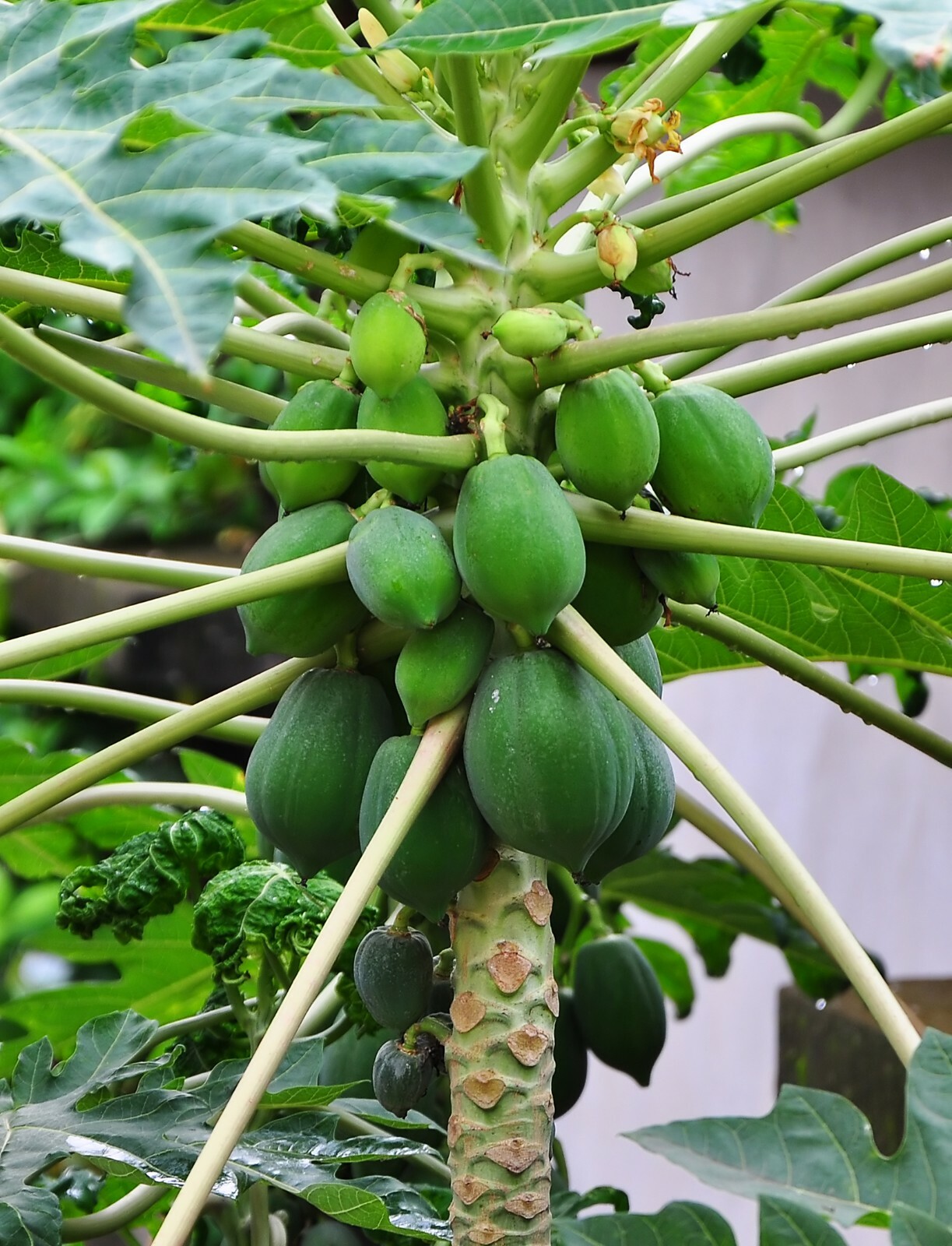 Dwarf Papaya (Braziliam) Tropical Fruit Tree | eBay