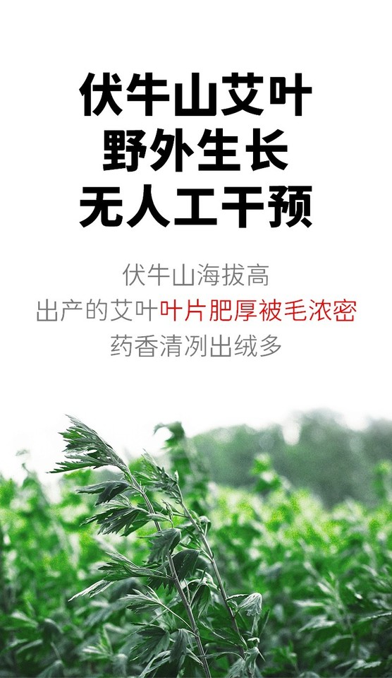 10-Year Wild Handmade Stone-Milled Moxa Stick 40:1 Pure Mugwort Roll ...