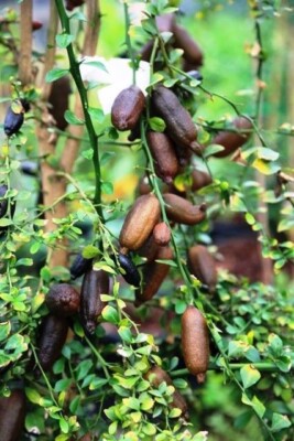 RED RUBY caviar Australian Finger Lime/citrus 3 cuttings, no roots ...