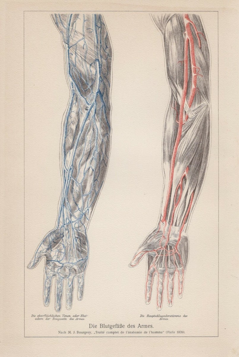 Veins And Arteries Design