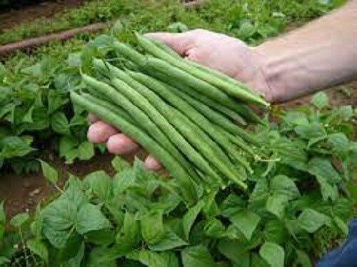 BEANS DWARF SIMBA SEEDS Vegetable Garden Heirloom Simba Dwarf Bean ...