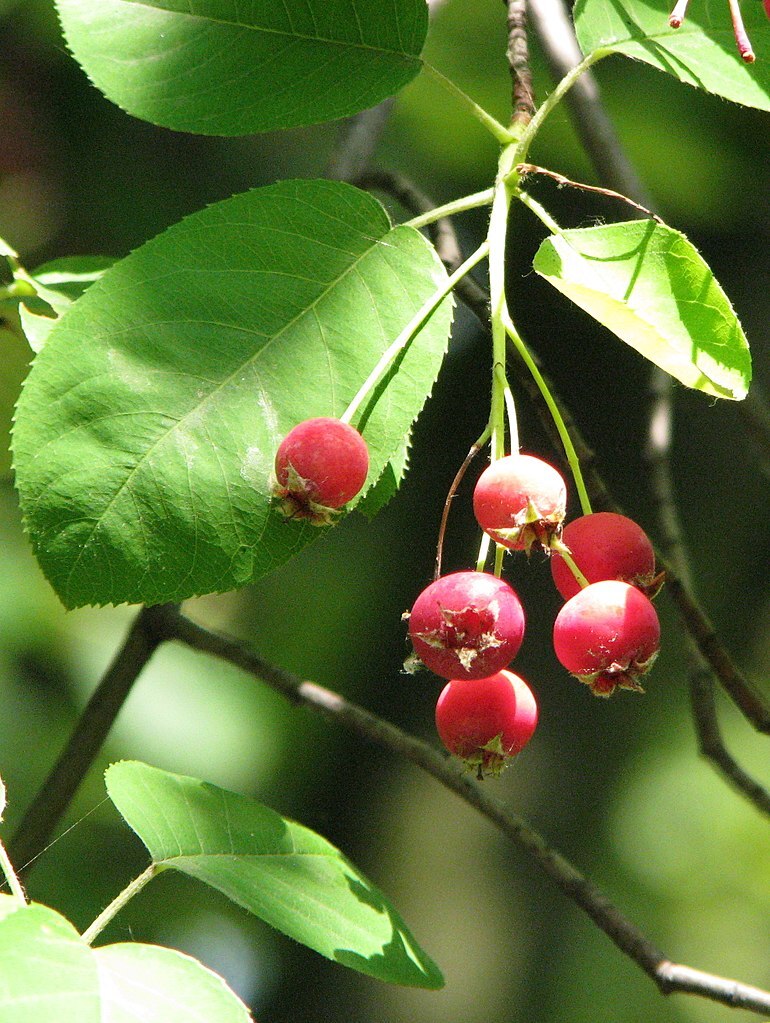 Snowy Mespilus - Amelanchier lamarckii Tree 60/80cm (5L Pot) | eBay UK