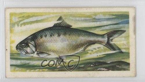 1960 Brooke Bond Freshwater Fish Blue Back Twaite Shad #32 1i3 | eBay