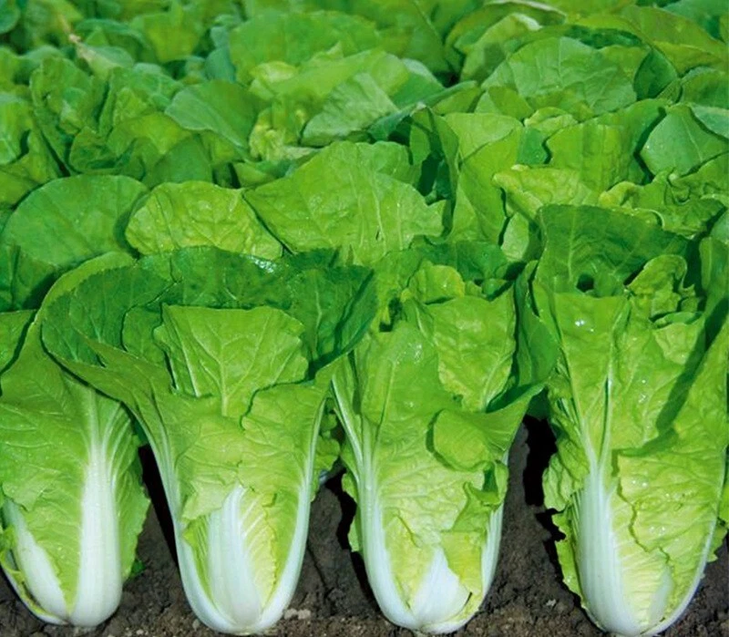 Chinese Cabbage Growing