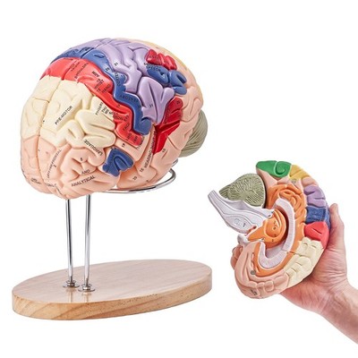 Human Brain Model Anatomy Teaching Brain Model 4-Part Labeled 2X ...