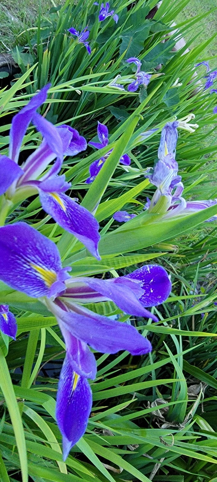 PURPLE Iris Bulbs for Planting Easy to Grow Perennial Iris aquatic Pond ...