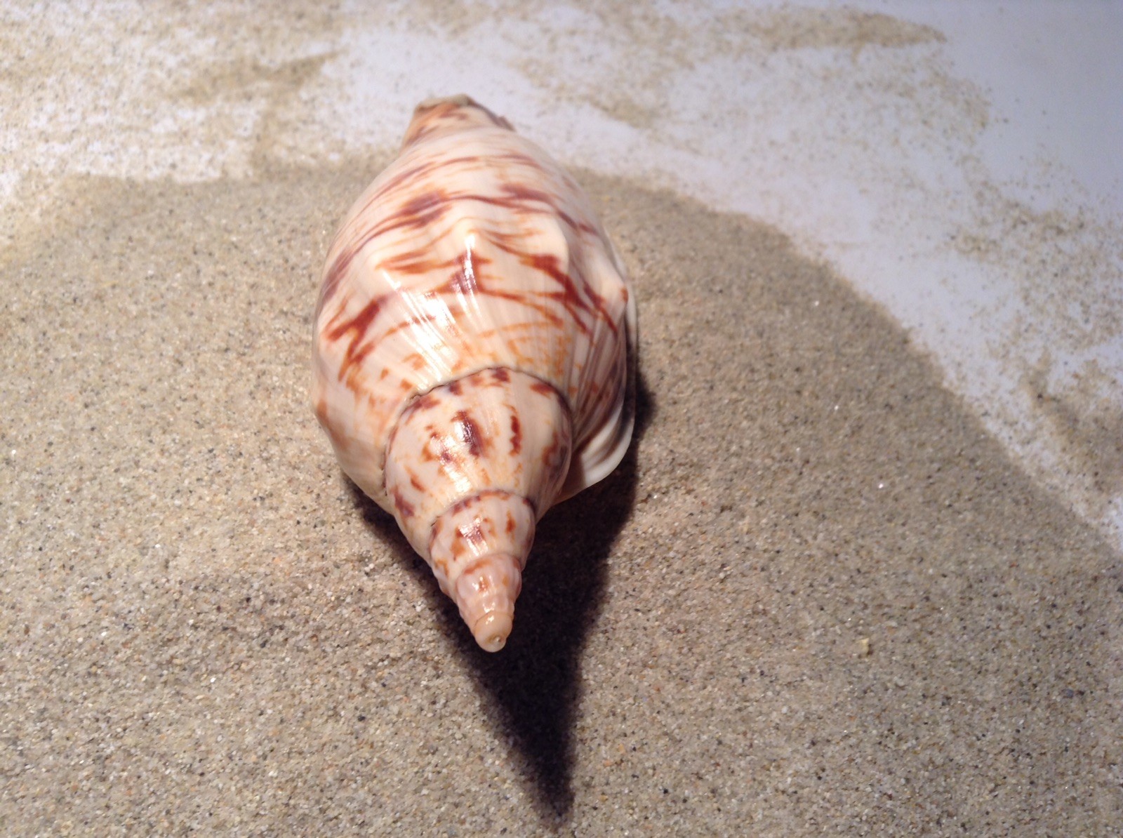 vintage bolute Alcithoe Swainsoni Marwick , 124mm New Zealand ,my ...