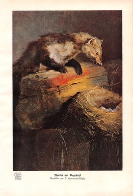 Marder am Vogelnest - August Herrmann-Allgäu - 1930 Histor. Kunstdruck ...