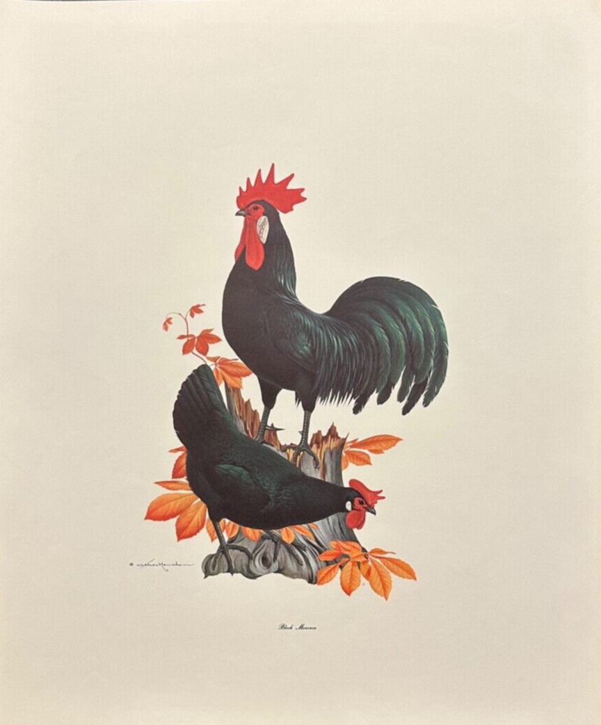 Black Minorca Rooster and Hen, Vintage 1950s Athos Menaboni Art Print ...