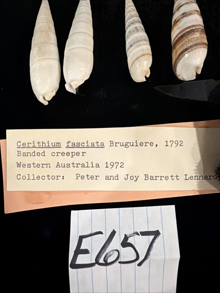 Cerithium Fasciata Banded Creeper Shells Lot Of 4 W. Australia 1972 ...