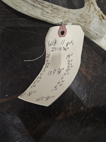 Wild 11 Point Whitetail Deer Antler Rack Horn Skull Plate Decor Man ...