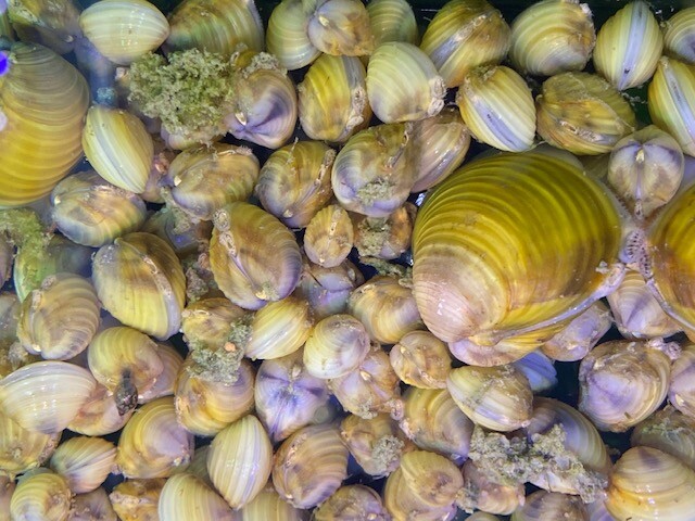 20 + 6 LIVE FRESHWATER GOLDEN BABY CLAMS MUSSELS FILTER FEEDER GREEN ...