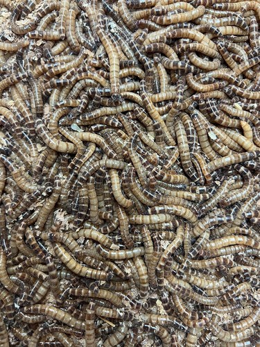 Live Superworms 50 - 1,000 Reptile Food Insects Free Shipping | eBay