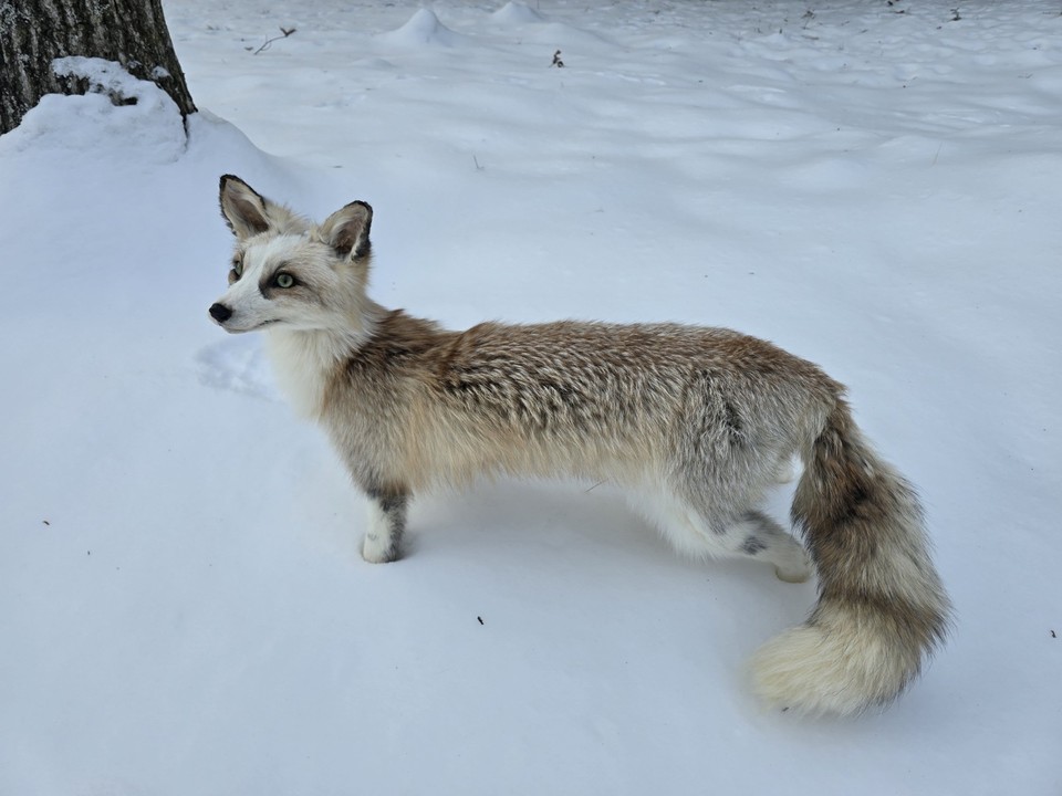 Gold Platinum Softmount Fox | eBay