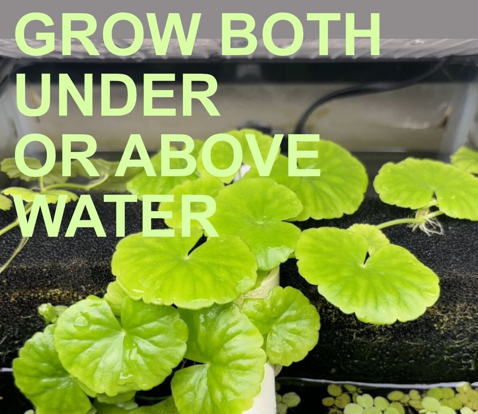 Brazilian Pennywort - Hydrocotyle leucocephala Live Aquarium Plants | eBay