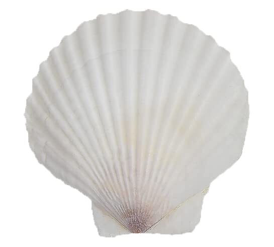 Scallop Shells for Serving Food Baking Shells Large Natural White ...