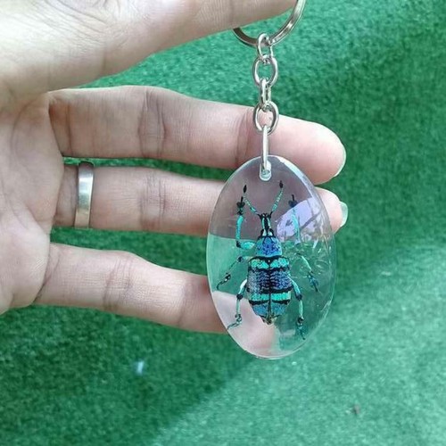 Beetle Bug Blue Insect Stick KeyChain Taxidermy Keyring Display Real ...